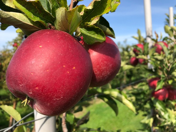 Odmiana Ligol Red nagrodzona przez MRiRW